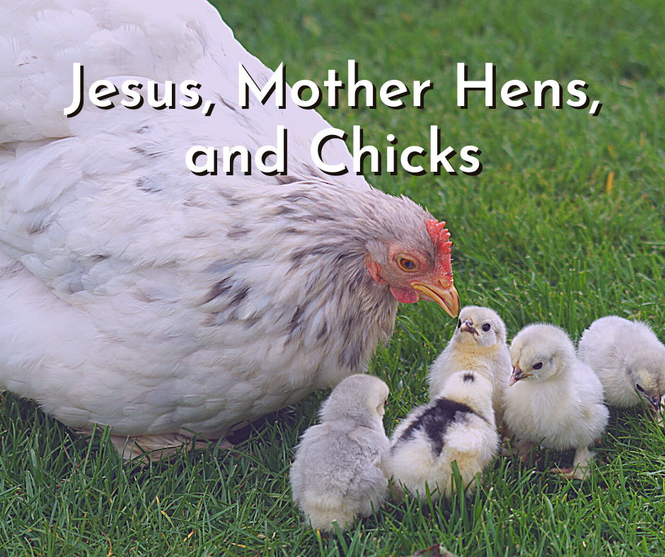 Jesus, Mother Hens, and Chicks – The Kingdom Outpost